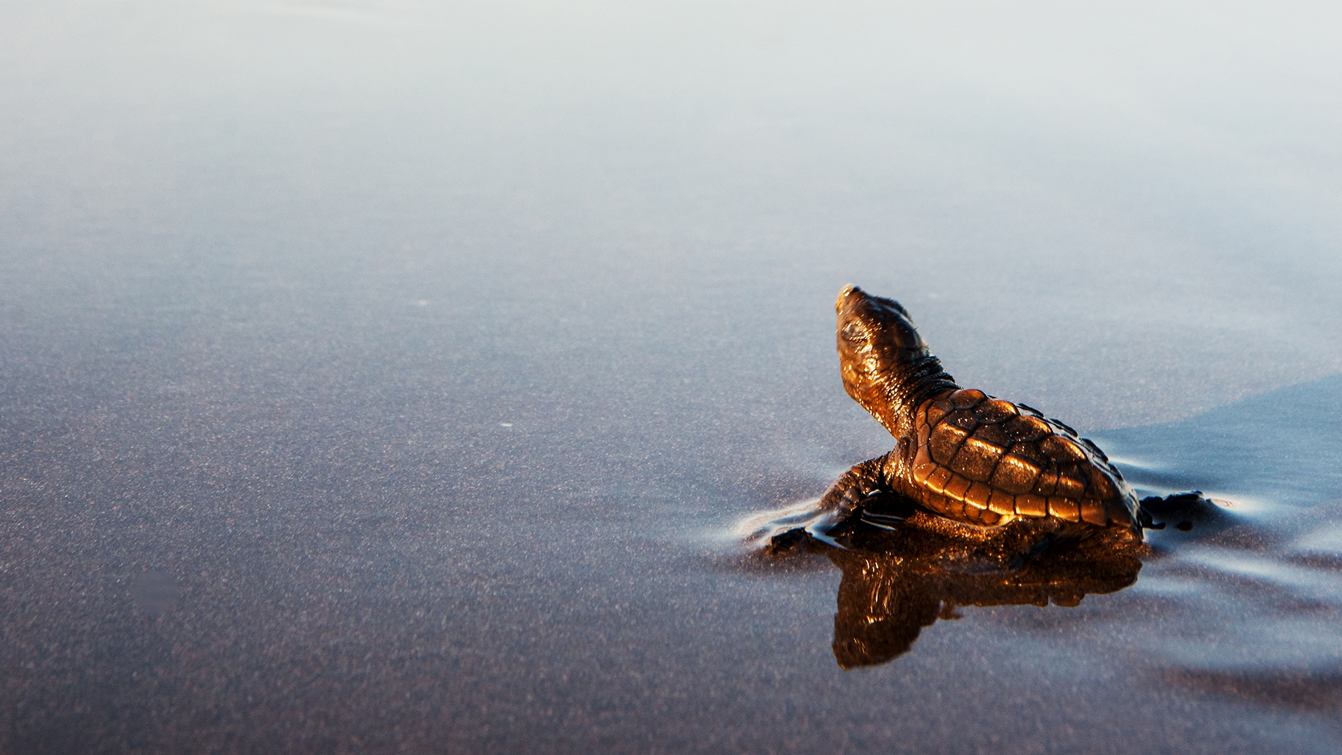 Narrow-Band LED Amber Lighting from Cooper | Cooper Lighting Solutions